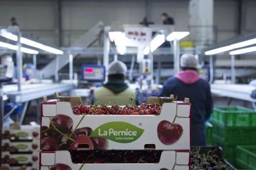 La Pernice | Azienda Ortofrutticola : (Turi)